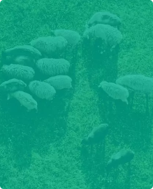 ICAERUS | Models and Algorithms